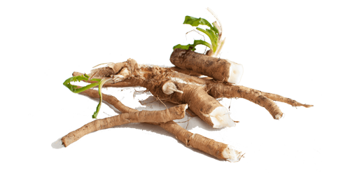 ZENPATH® | Prebiotikum - Inulin